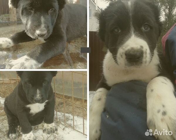 Крупные щенки Алабая