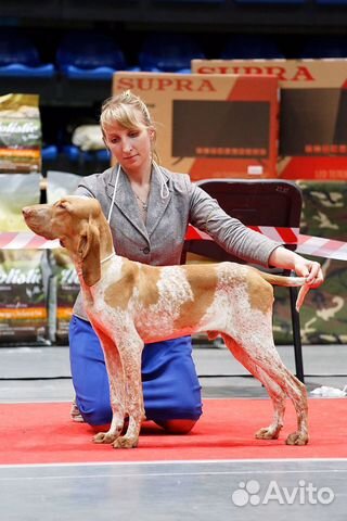 Итальянский бракко