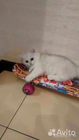 Британская шиншилла Снежок ns11 котик 2 месяца