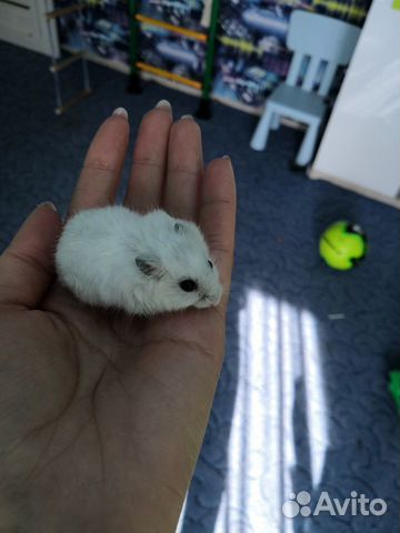 Джунгарский хомяк