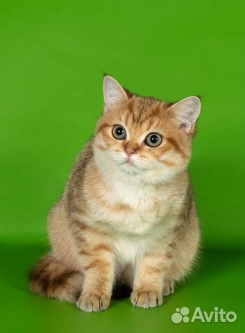 Британские котята драгоценных окрасов