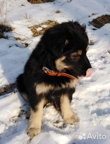 Щенок кнопа