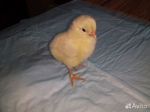 Цыплята породы Леггорн белый