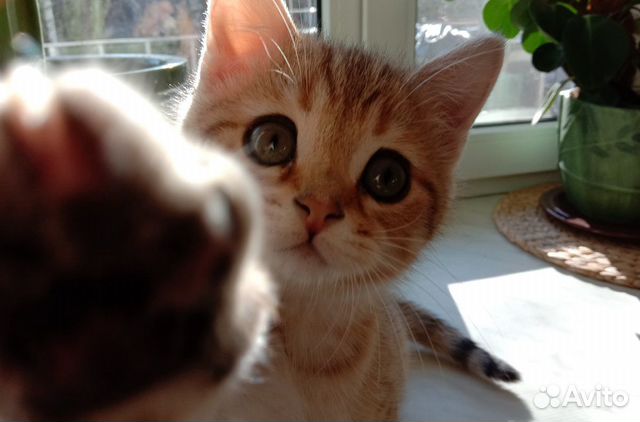 Маленький Тигрёнок Мотя ищет хозяев