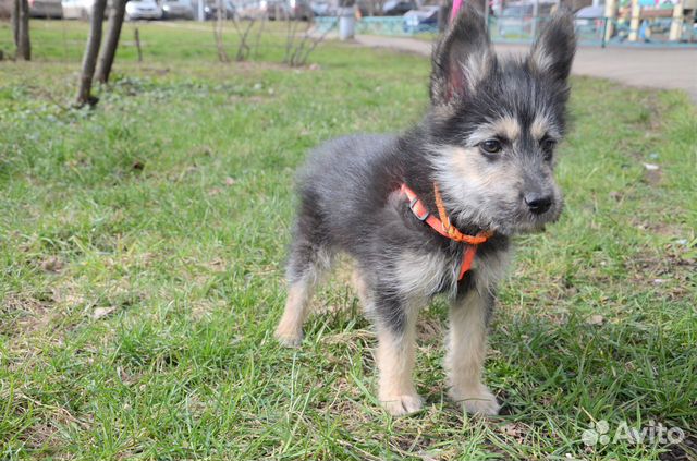 Бетси малышка