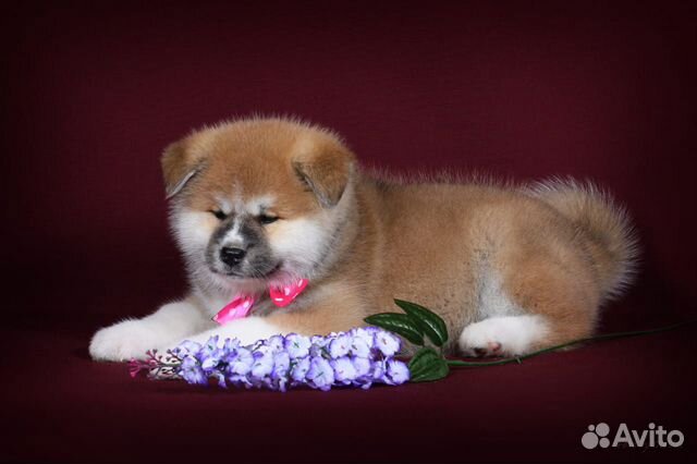 Красивые Акиты