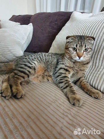 Кошка
