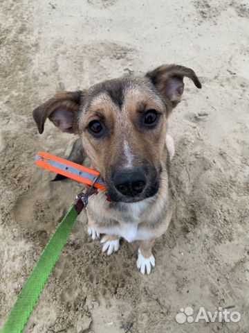 Малышка Лея 8 мес ищет дом