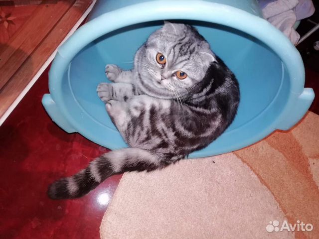 Шотландская вислоухая