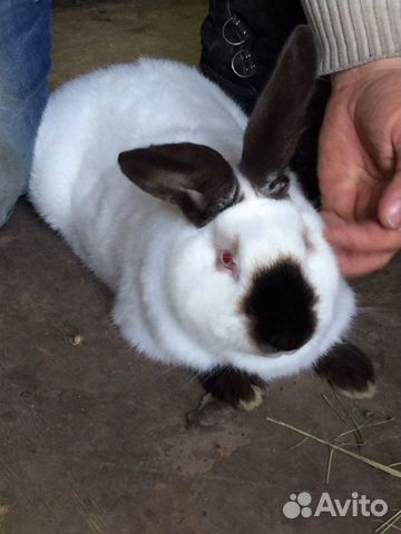 Калифорнийский кролик