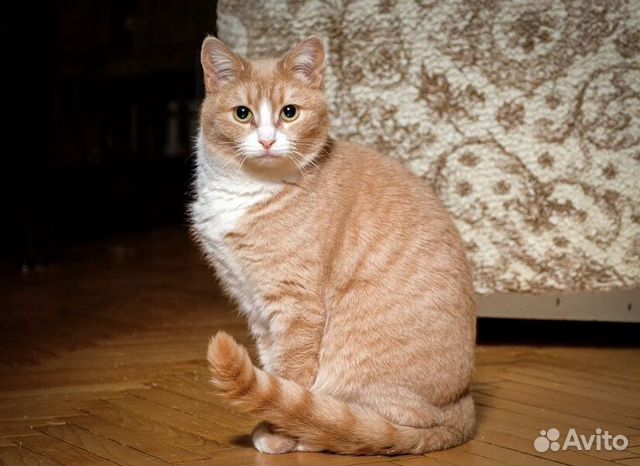 Кошка рыжая красавица в добрые руки
