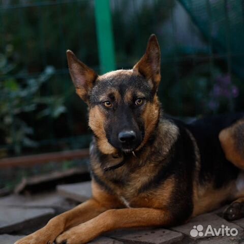 Герда в поисках дома