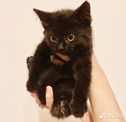 Котёнок