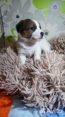 Джек Рассел терьер