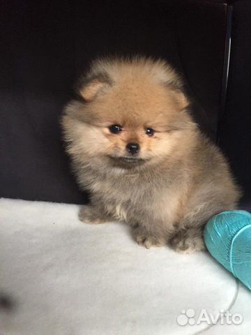 Памераский шпиц мальчик