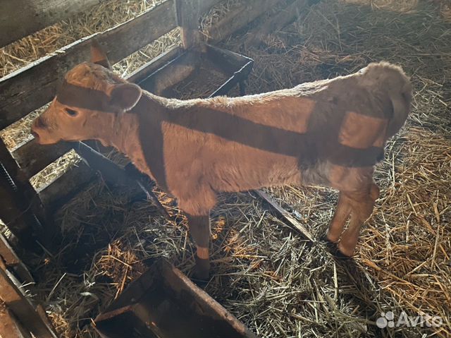 Продам тёлочку