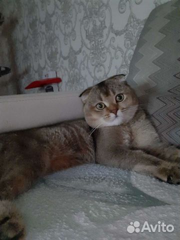 Шотландский тиккированный