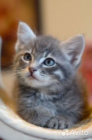 Кузенька ждёт свою семью