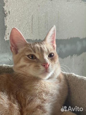 Рыжий котенок мальчик