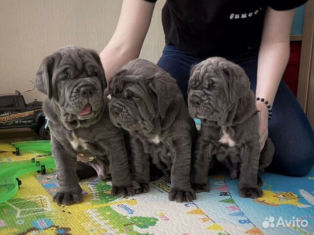 Неаполитанский мастиф