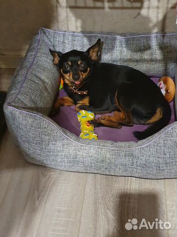 Отдаю в добрые руки той-терьера