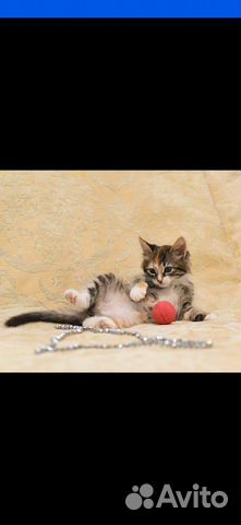 Русская красавица Маруся ищет родителей