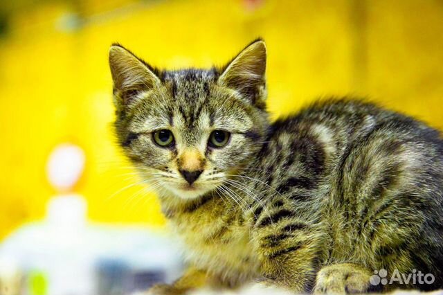 Котята в надежные руки