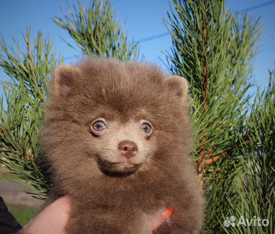 Шпиц редкого окраса