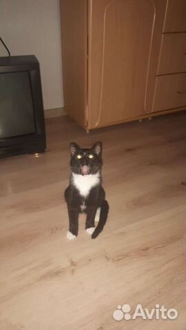 Котенок 5мес мальчик