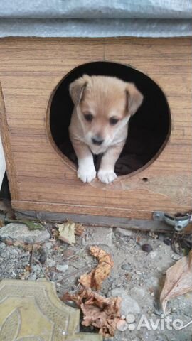 Отдам в хорошие руки