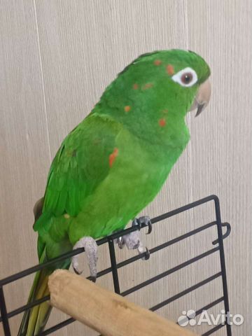 Попугай Аратинго