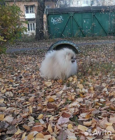 Немецкий цверг шпиц(Померанский)