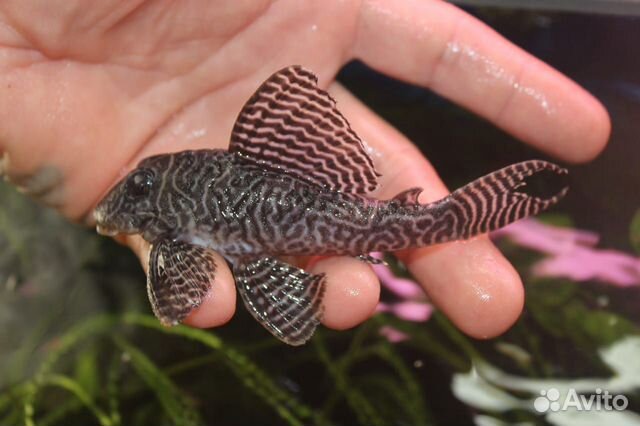 Номерные сомы, L сомы