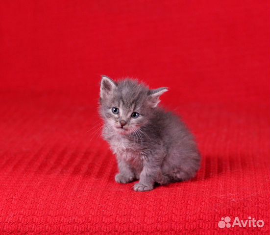 Котенок, мальчик-одуванчик, вас очень ждет