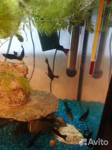 Рыбки моллинезия, сомики