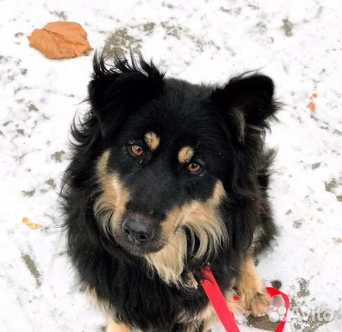 Умница Вэнди в добрые руки, собака в дар