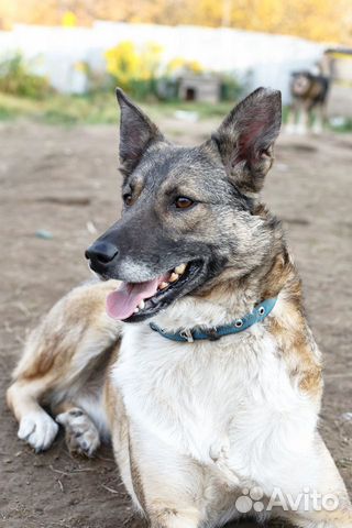 Найда ищет дом