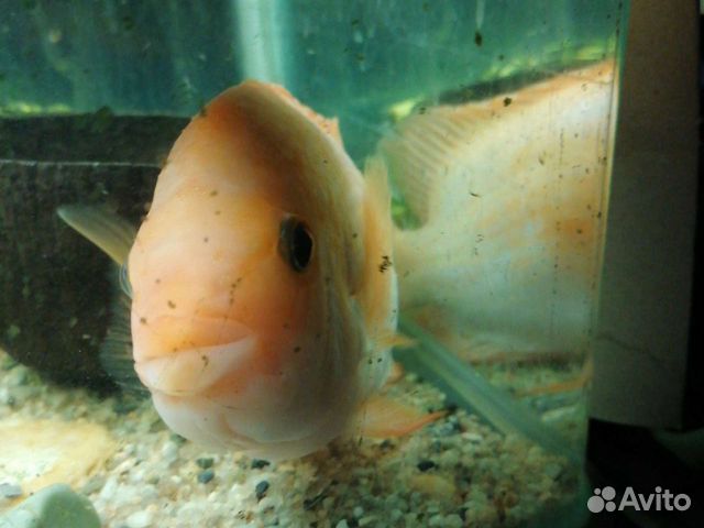 Рыбка Лабиатум