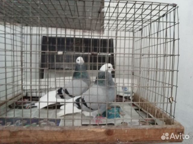 Голубь Белоголовые