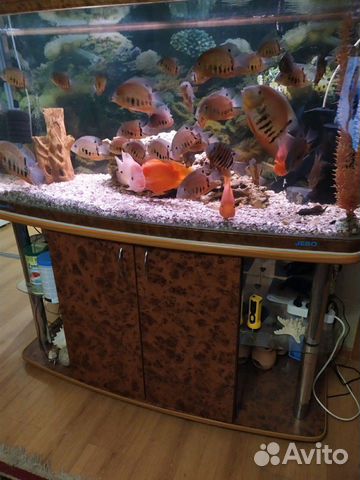 Аквариум