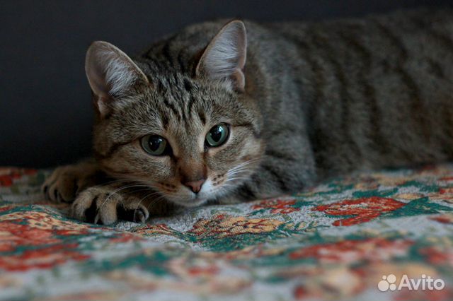 Молодая киска