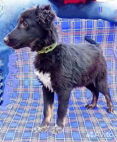 Щенок - звонок в добрые руки