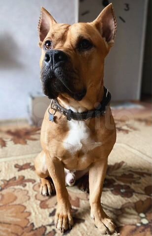 Стаффордширский терьер