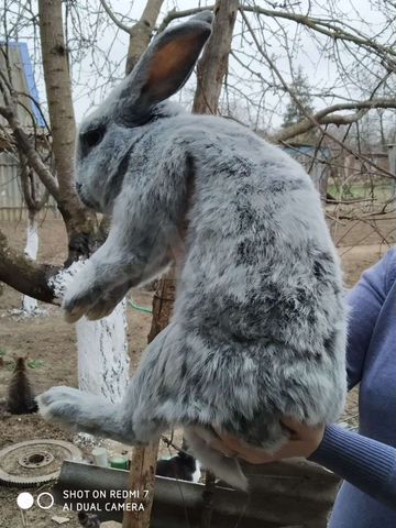 Продамб крола Серебро