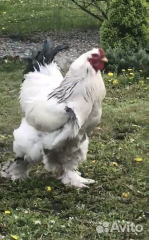 Семья кур Брама