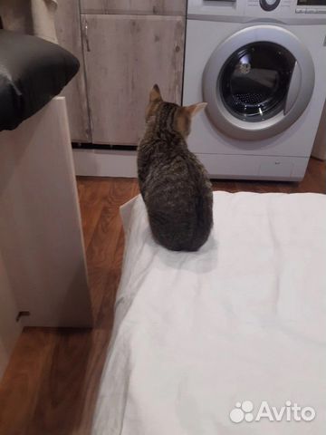 Котенок