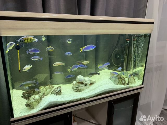 Аквариум с тумбой 170 литров