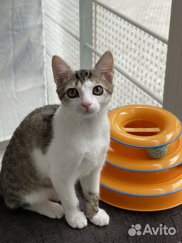 Котенок мальчик бесплатно