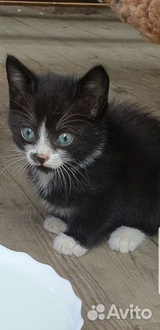 Котик самый умный и добрый