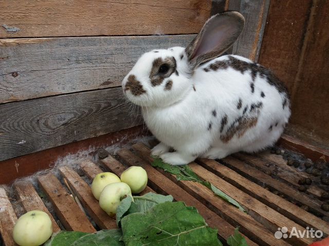 Кролик бабочка